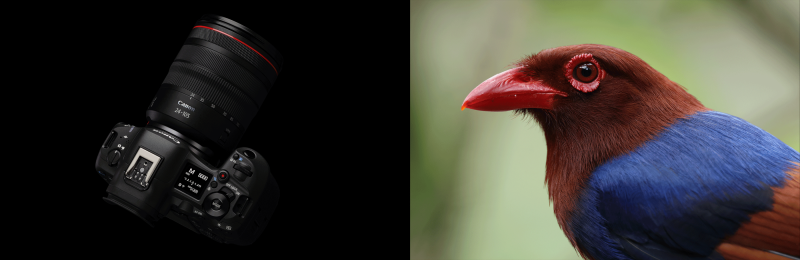 Canon R5II Unleash your hybrid creativity